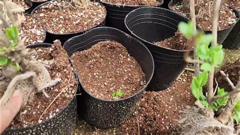 목수국 선데이프레이즈택배 시작합니다선데이 Youtube