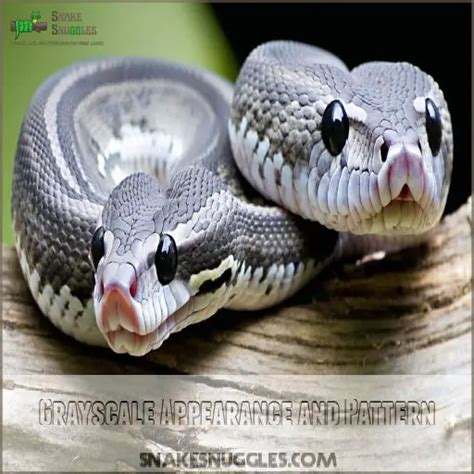 Axanthic Ball Python Morphs Care Tips And Genetic Guide