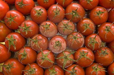 Genmanipulierte Anti Matsch Tomate · Dlf Nova