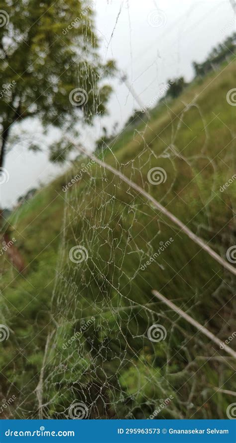 Architecture Of Spider Home Click By Mob Stock Image Image Of Spider Click 295963573