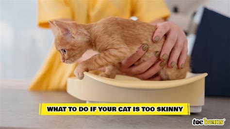 My Cat Is Skinny Is It Normal Or Should I Be Concerned Toe Beans