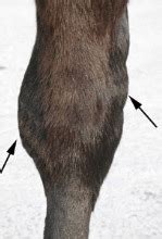 13 Soft Swellings Of The Hock A Bog Spavin B Curb And C Swellings