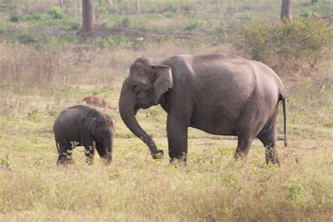 Grazing And Invasive Species Impact Food Availability For Wild