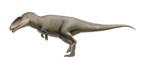 A Dinosaur A Day Carcharodontosaurus