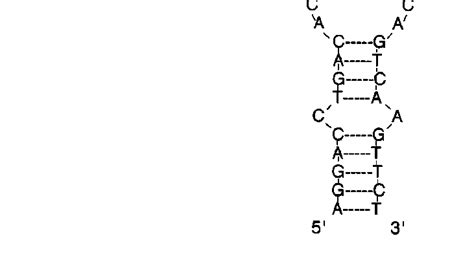 Hypothetical Secondary Ssdna Stem Loop Structure Of The Region