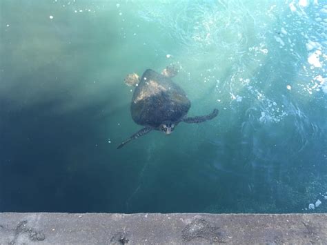 Southern California Sea Turtle Monitoring Project Conservation