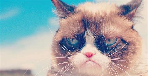 Internet Sensation Grumpy Cat Has Died At Age 7 News