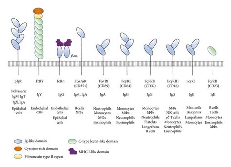 Fc Receptors Are Ig Isotype And Cell Type Specific These Schematic