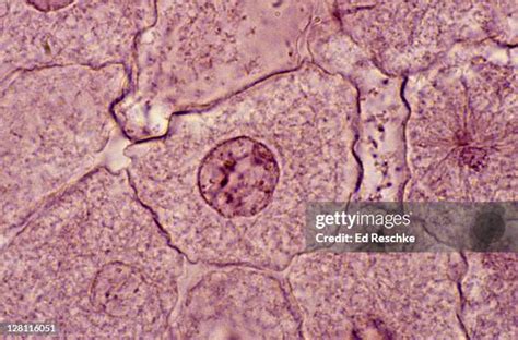 Animal Cell Micrograph Stockfotos En Beelden Getty Images
