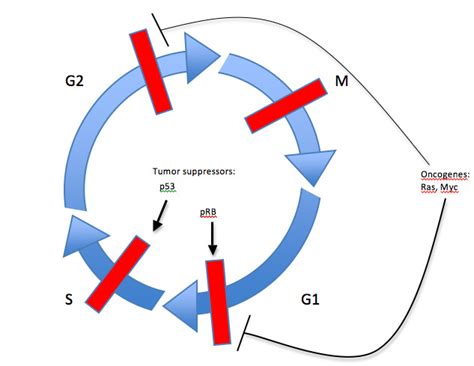 Cell Cycle Control By Tumor Suppressors And Oncogenes Learn Science At Scitable