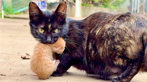 万万没想到！一只猫😽带我找到了4只刚刚出生的可爱小猫。😽🐈😘 🥰🥰🥰 Youtube