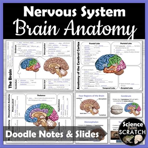 Brain Anatomy Doodle Notes And Ppt Slides Nervous System Unit Tpt