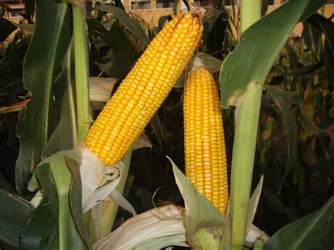 Hello All Kharif Crops Botanical Name
