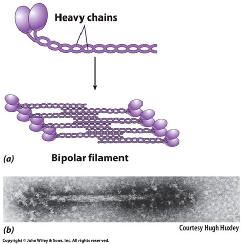 Lecture 20 Cytoskeleton Actin 2 Flashcards Quizlet