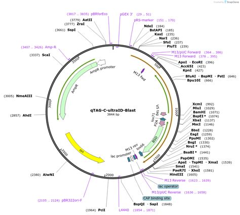 Addgene Qtag C Ultraid Blast