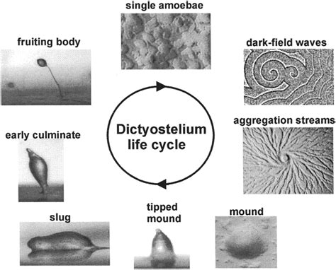 Dictyostelium Life Cycle Shown Are Single Amoebae Darkfield Waves Download Scientific
