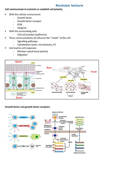 10 Revision Lecture Notes Revision Lecture Cell Communicate To Maintain Or Establish Cell