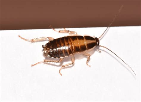 Cockroaches In Calgary Calgary Pest Control Professional