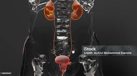 비뇨기 시스템 상세한 남성 방광 및 신장 해부학 비뇨기과 의료 생식 기관 유리 3d 렌더링 3차원 형태에 대한 스톡 사진 및