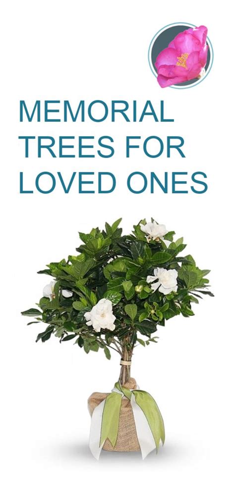 Best Ways To Gift Memorial Trees For Loved Ones Memory Tree Memorial Tree Planting Memorial