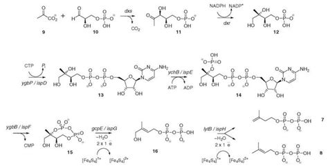 Figure 2 Methylerythritol Phosphate 12 Pathway For The Biosynthesis Of Isopentenyl Diphosphate