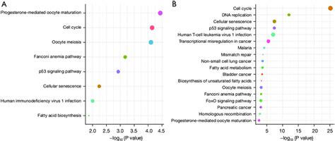 Kegg Signaling Pathway Results Including Cell Cycle P53 Signaling