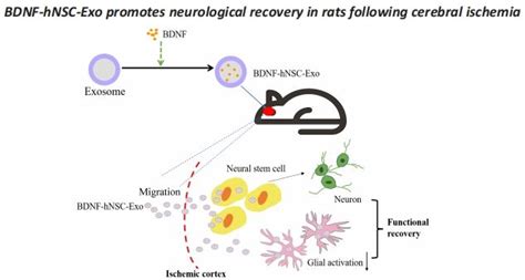 Publishing House Of Neural Regeneration Research On Linkedin Neural