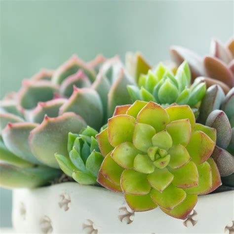 다육이 키우는법 분갈이 햇빛 물주기 다육식물 종류 키우기 네이버 블로그