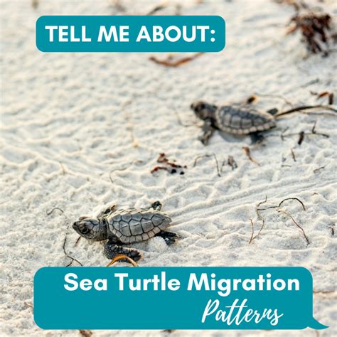 Celebrate World Sea Turtle Month Throughout June Thompson Earth