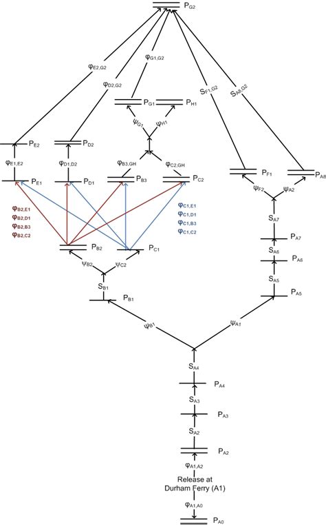 Schematic Of 2012 Mark Recapture Submodel I Single Lines Denote Download Scientific Diagram