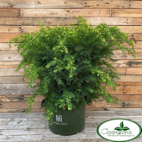 Yew Densiformis Covingtons
