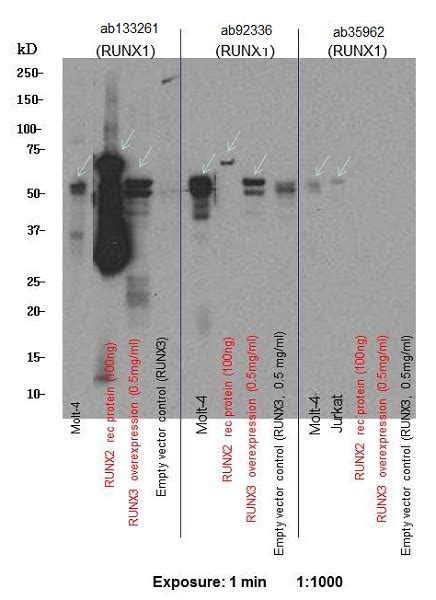 Results For Runx2 Abcam Antibodies Proteins Kits