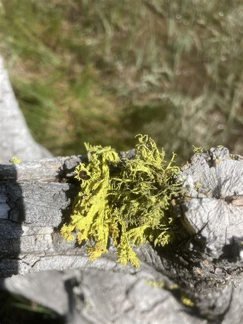 Brown Eyed Wolf Lichen From Mays Creek Fen Custer County Id Usa On July 1 2023 At 11 10 Am