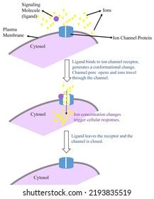 Cellular Mechanism Ion Channel Stock Illustration 2193835519 Shutterstock