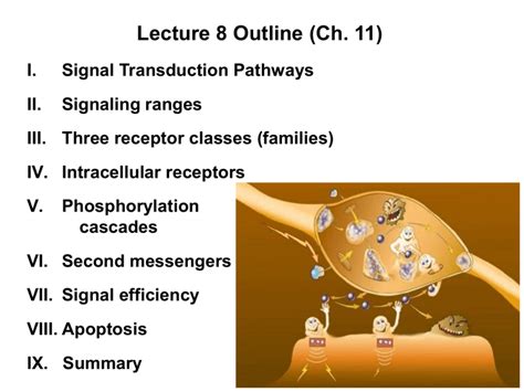Signal Transduction Pathways Lecture Outline