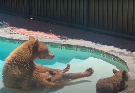 自宅のプールにあらわれたクマの親子母グマは一緒に入りたいみたいですが子グマは入りたくないみたいですアメリカ動画