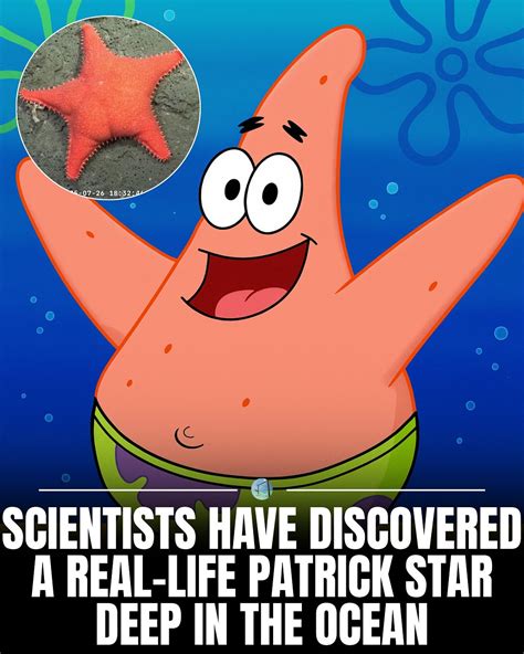 Patrick Star Mar Gangster
