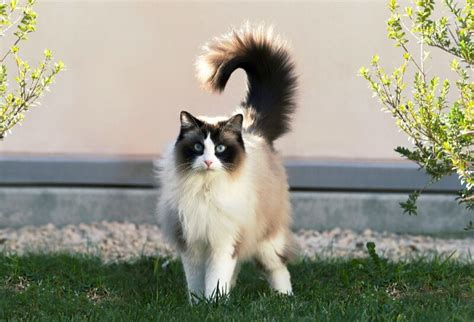 Рэгдолл описание породы кошек фото характер питание цена