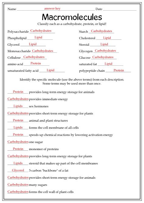 Biology Macromolecules Worksheet