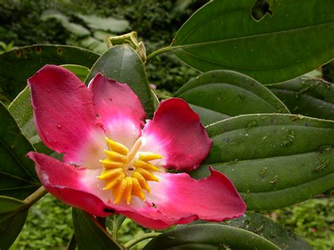 Blakea Scarlatina Eduardo Chacón Flickr