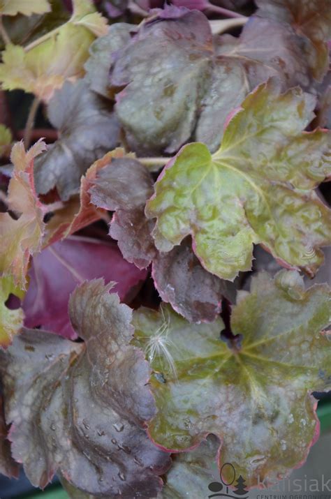 Heuchera 'Cherry Cola' Żurawka