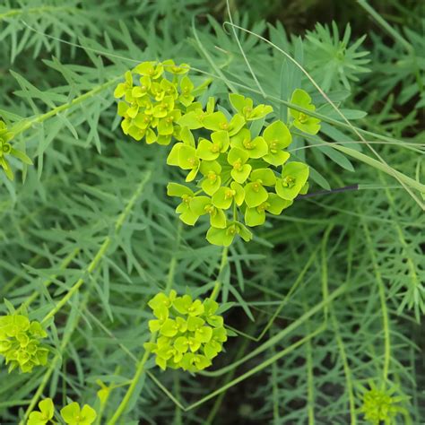 Euphorbia Seguieriana Euphorbe De Séguier