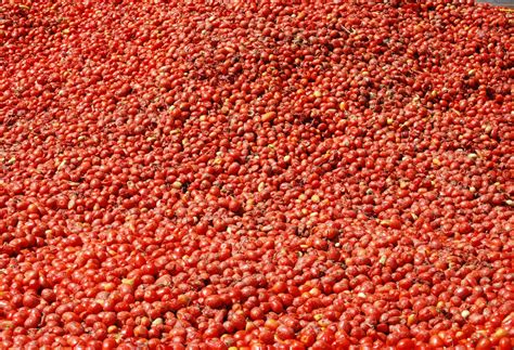 Томатина | La Tomatina, август, испанский город Буньоль, битва ...