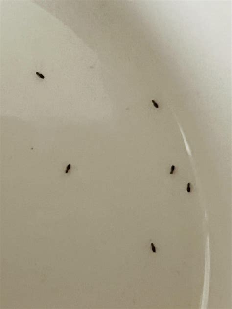 Tiny Bugs In Kitchen Cabinets What Are These Teeny Tiny Bugs On My