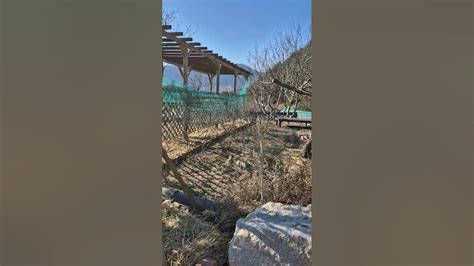 봄농사를위해 땅에 볏짚을 덮어주고 있어요 Youtube