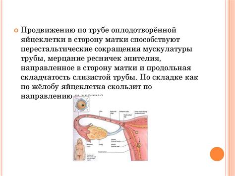 Анатомия женских половых органов 1 презентация онлайн
