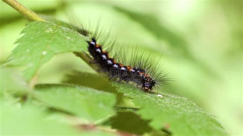 Silkworm Caterpillar Sits On A Leaf Stock Image Image Of Green