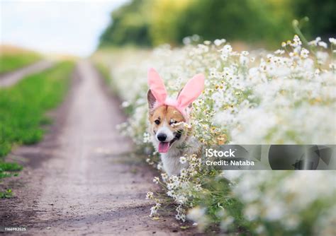 귀여운 행복 강아지 개 빨간 코기 축제 부활절 핑크 토끼 귀는 화창한 맑은 날 재미 밖으로 튀어 나와 언어를 고집 흰색 꽃에서