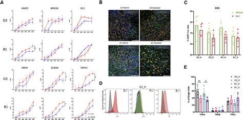 Comparison Of Sn Differentiation Protocols With Combined Small Molecule Download Scientific