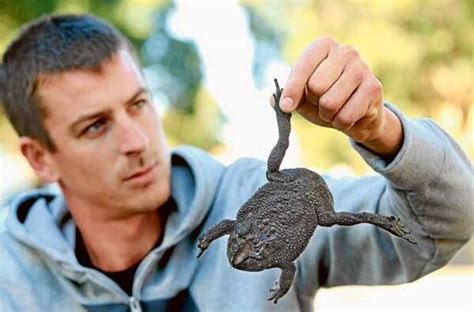 New Cane Toad Discovered In Hunter Newcastle Herald Newcastle Nsw